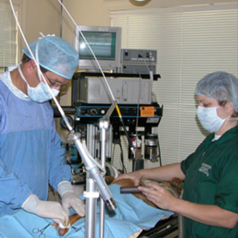 Pet Anesthesia Checklist In Kirkwood, MO | Kirkwood Animal